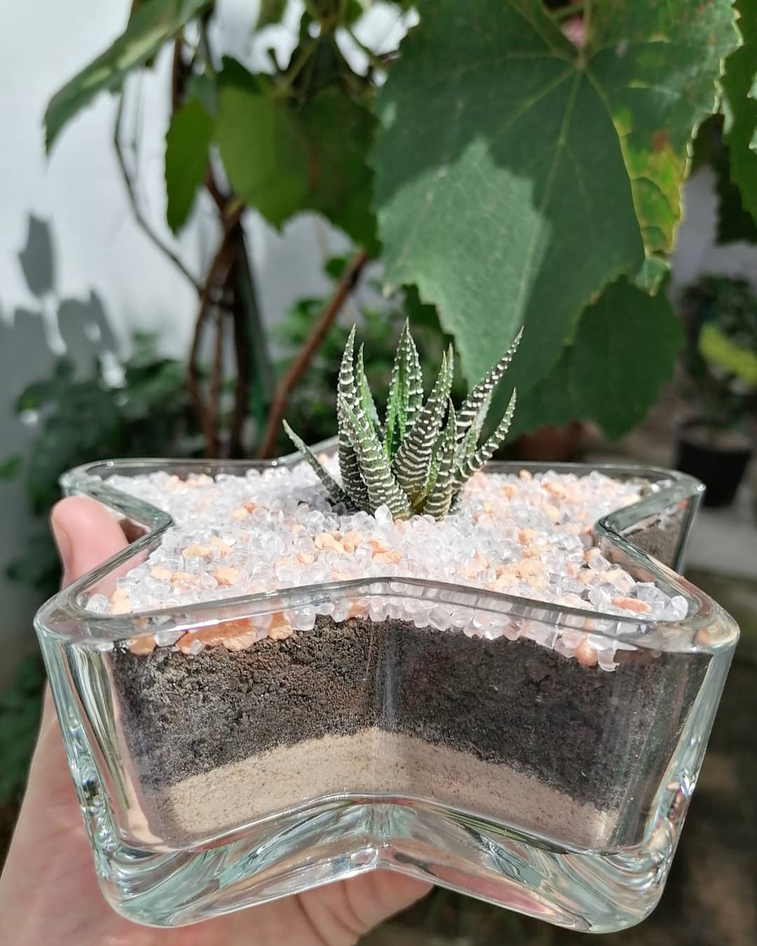 Cactus El León - Terrateimpulsa